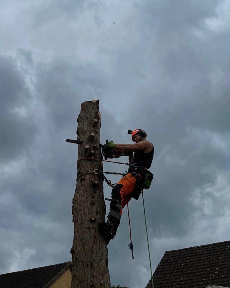 Samuel George Tree Services Ltd | Landscaping Contractors in Crownhill