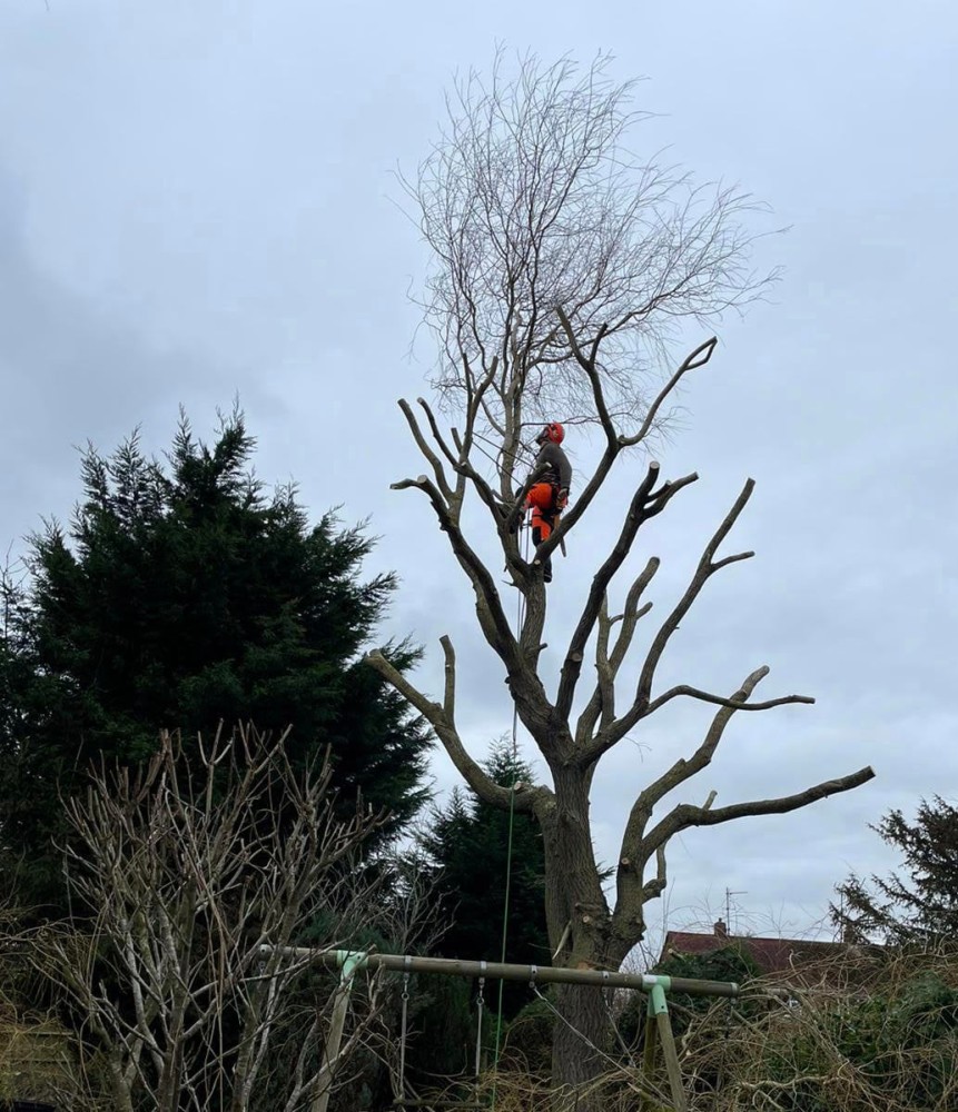 Samuel George Tree Services Ltd | Landscaping Contractors in Crownhill